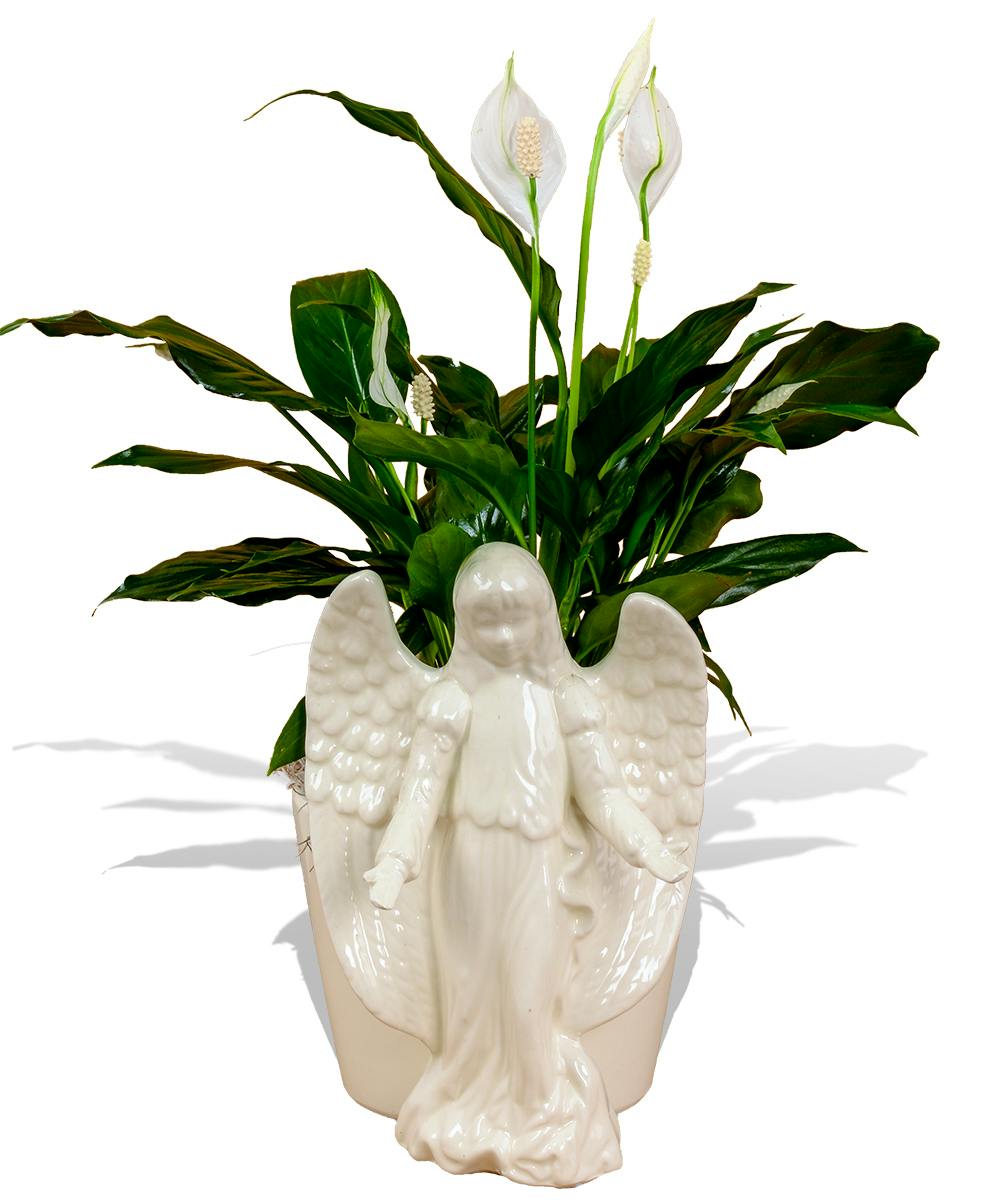 CHINESE EVERGREEN IN AN ANGEL PLANTER DELIVERED IN BATON ROUGE, LA ...