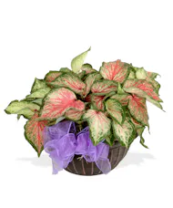 Green House Plants Baton Rouge La Same Day Delivery By Billy Heroman S