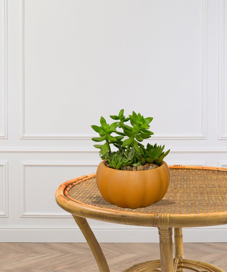 Pumpkin Spice Succulents | Fall Decor & Gifts | Billy Heroman’s Baton Rouge