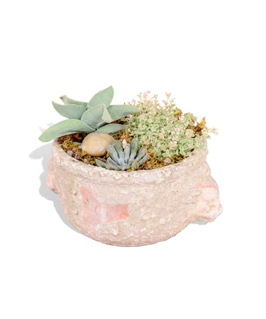 Succulent Garden in Various Containers